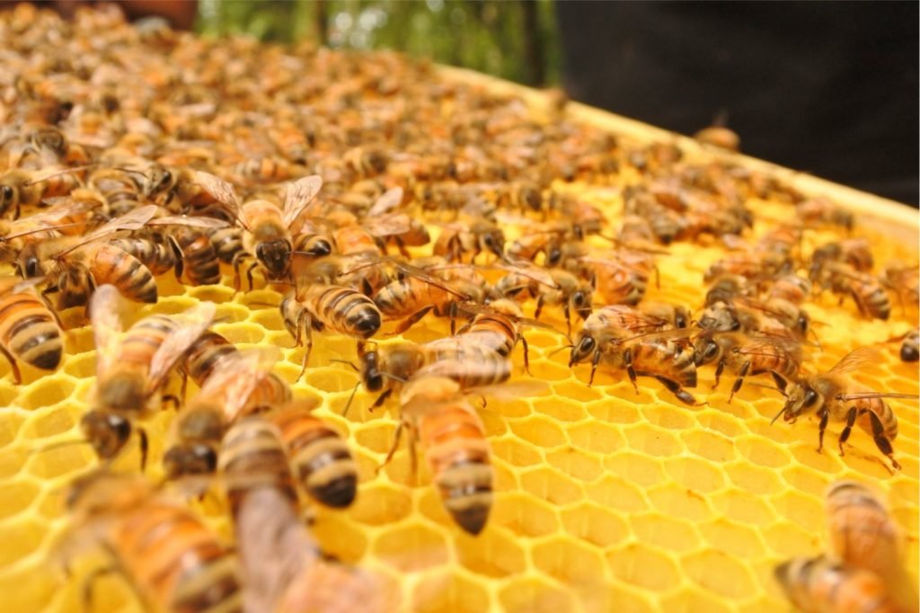 Kenalan Dengan Apa Itu Bee Pollen | Kandungan dan Khasiat | Madu Wild ... Kenalan Dengan Apa Itu Bee Pollen | Kandungan dan Khasiat | Madu Wild ...