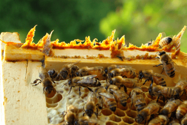 Apa Itu Propolis dan Khasiatnya Bagi Kesehatan? | Madu Wild Bee ...